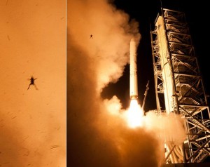 Flying Frogs in Virginia as the LADEE Spacecraft Blazes to the Moon ...