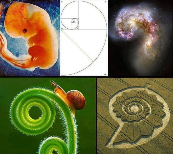 The Golden Ratio of Life - Gnostic Warrior By Moe Bedard