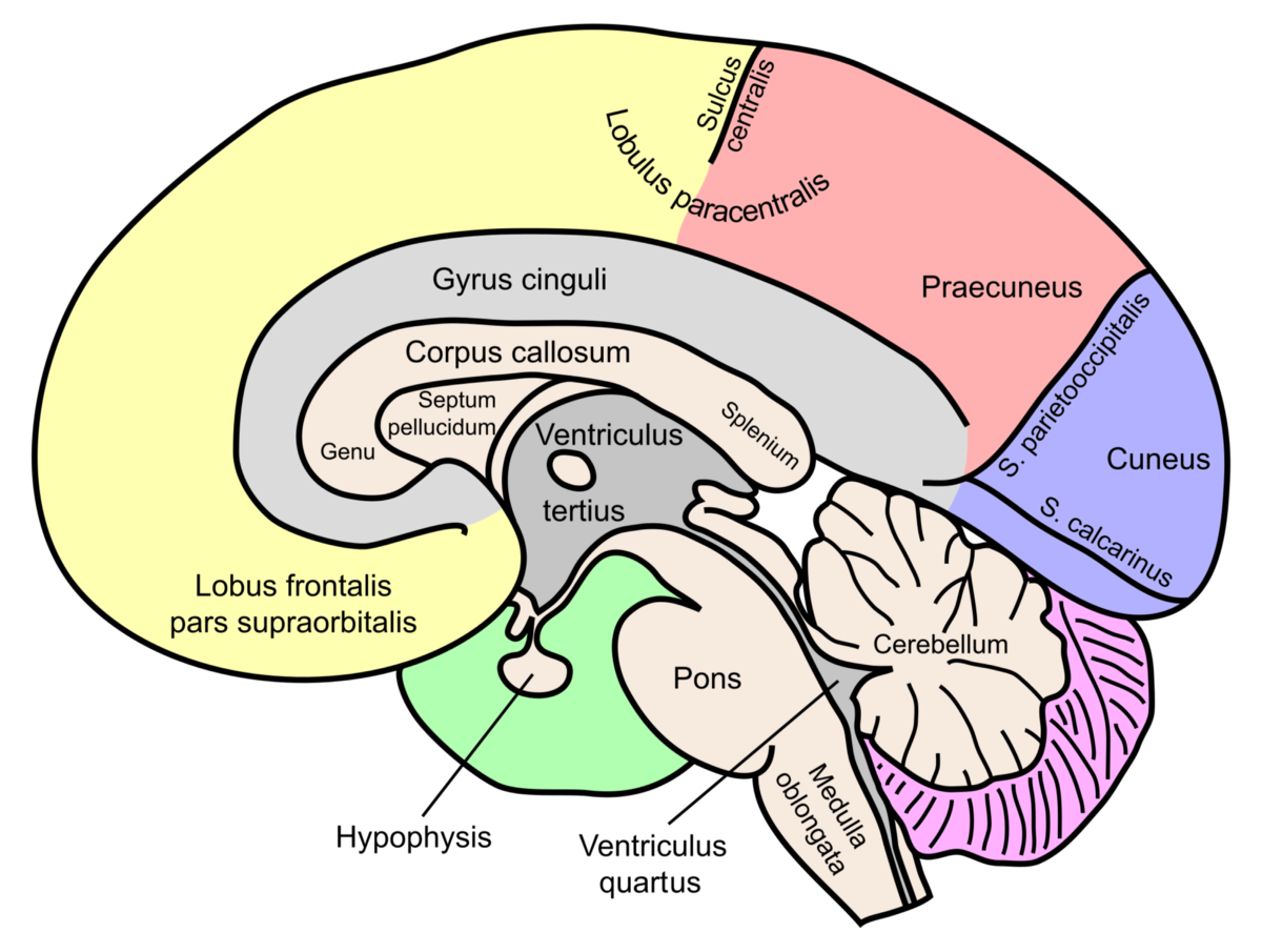 The Brain Science of Gnostic Duality Part #1 | Gnostic Warrior By Moe ...