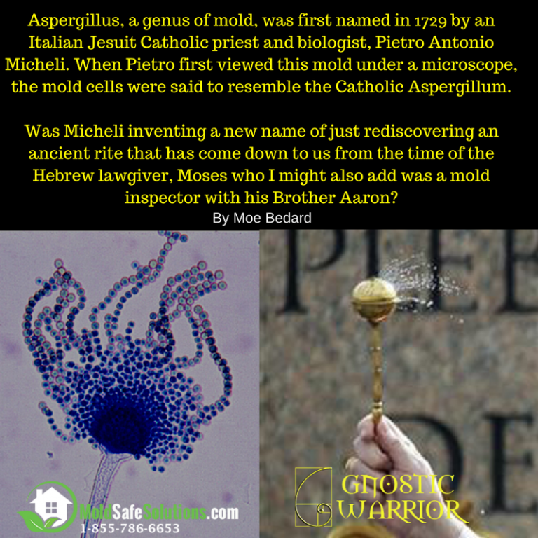 Catholic priests use the Aspergillum (from Aspergillus) to sprinkle ...