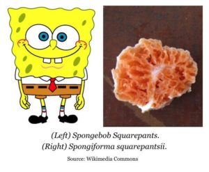 Spongiforma squarepantsii (Sponge Bob Square Pants) | Gnostic Warrior ...